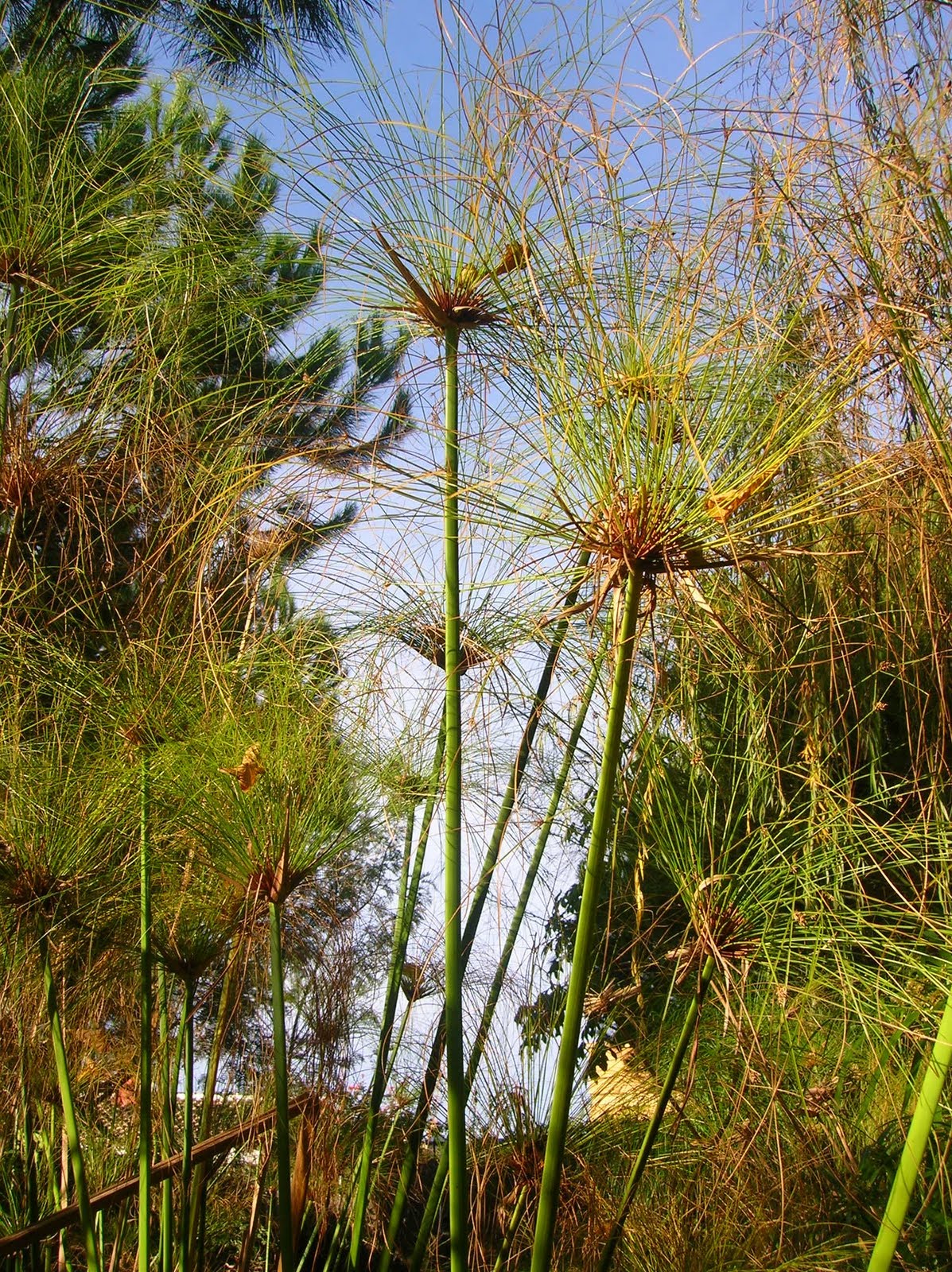 Recregarden: CYPERUS PAPYRUS